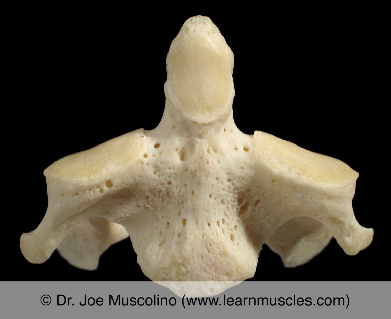 Axis (C2) - Learn Muscles