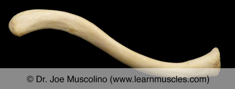 Clavicle - Learn Muscles