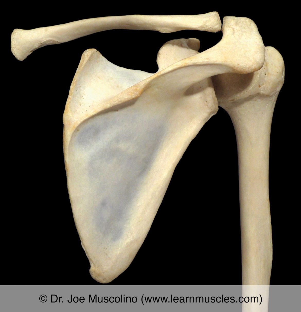 Shoulder (Glenohumeral) Joint - Learn Muscles