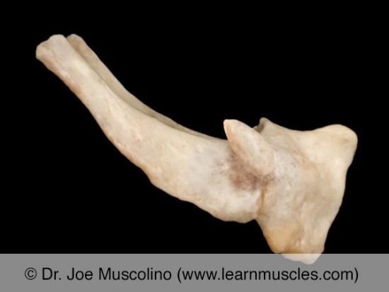Hyoid - Learn Muscles