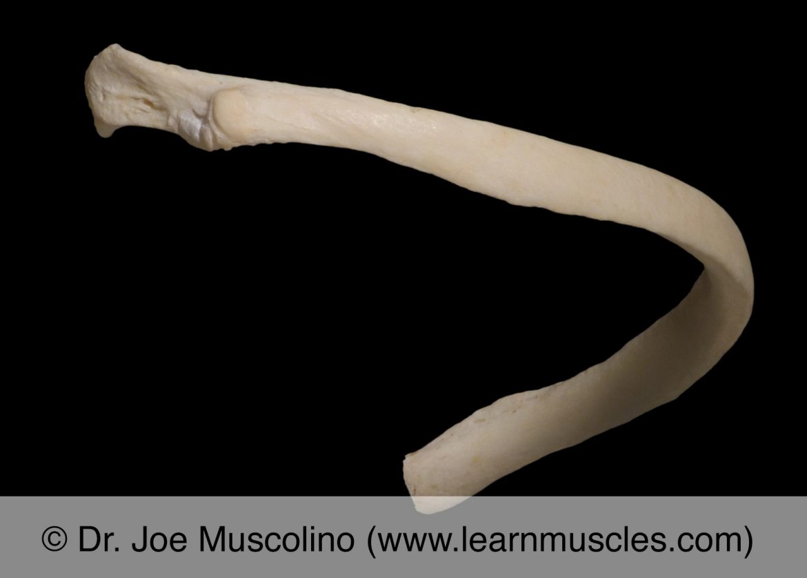 Ribs - Learn Muscles