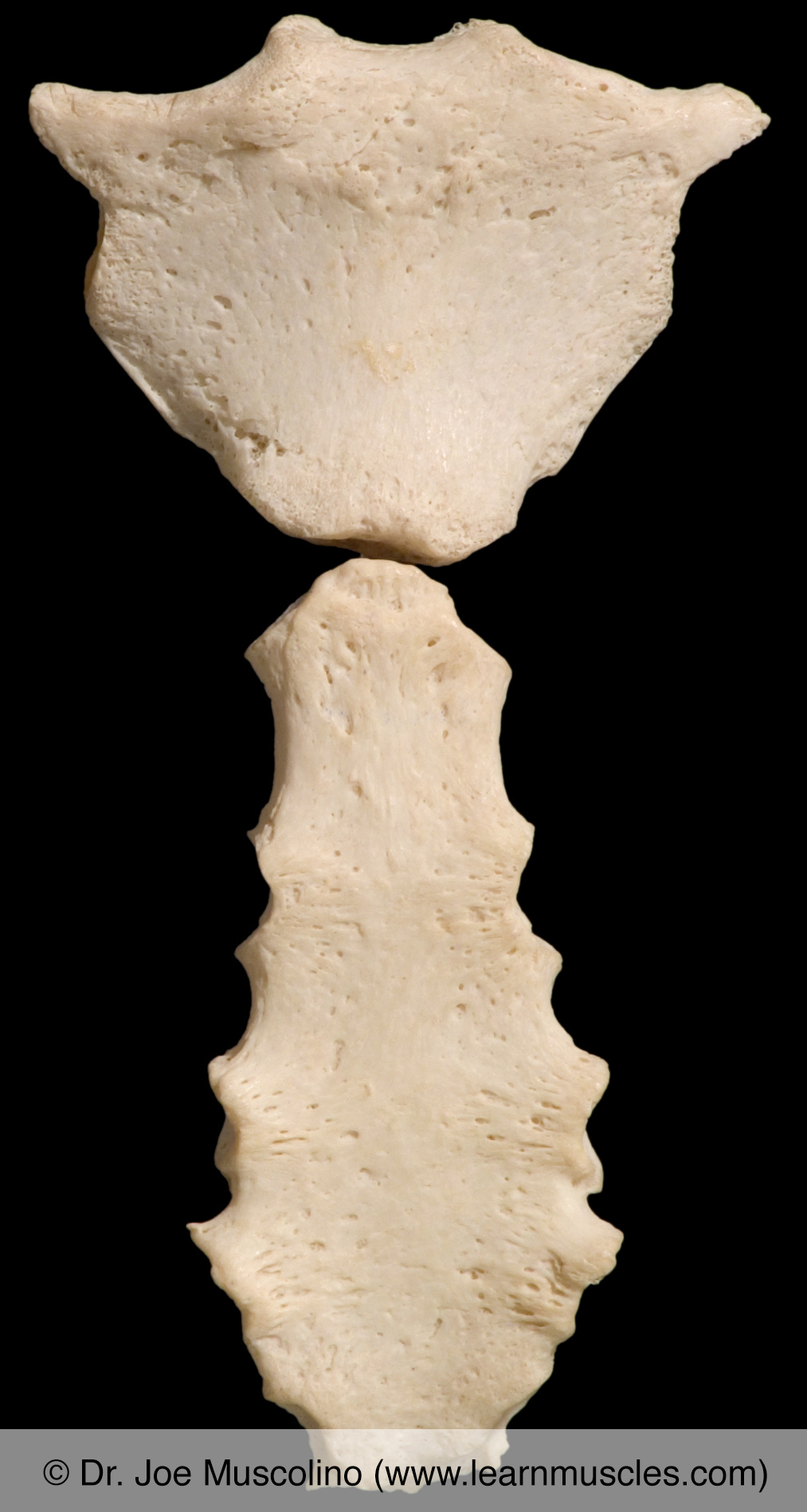 Sternum - Learn Muscles