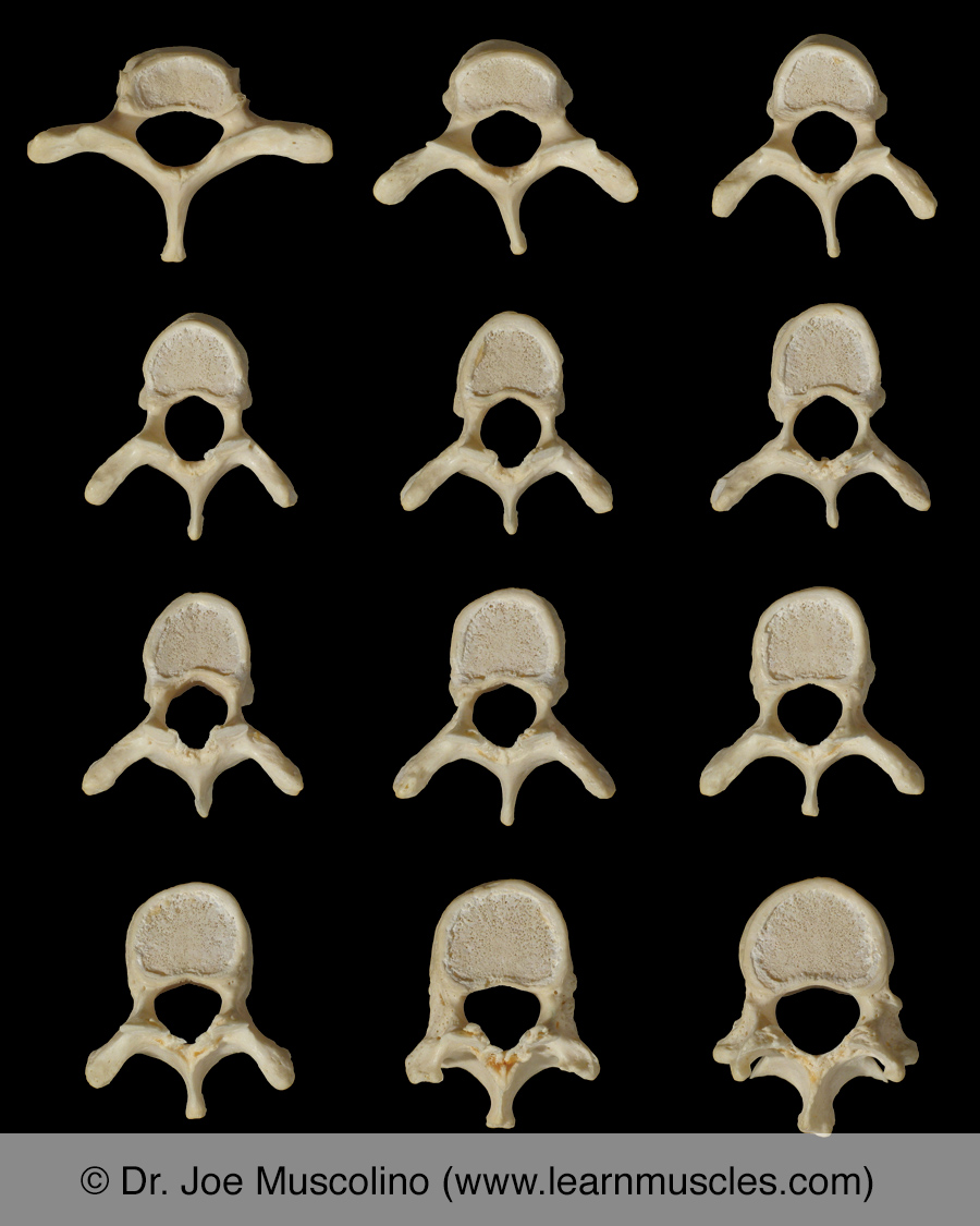 Thoracic Vertebrae Learn Muscles Thoracic Vertebrae Learn Muscles