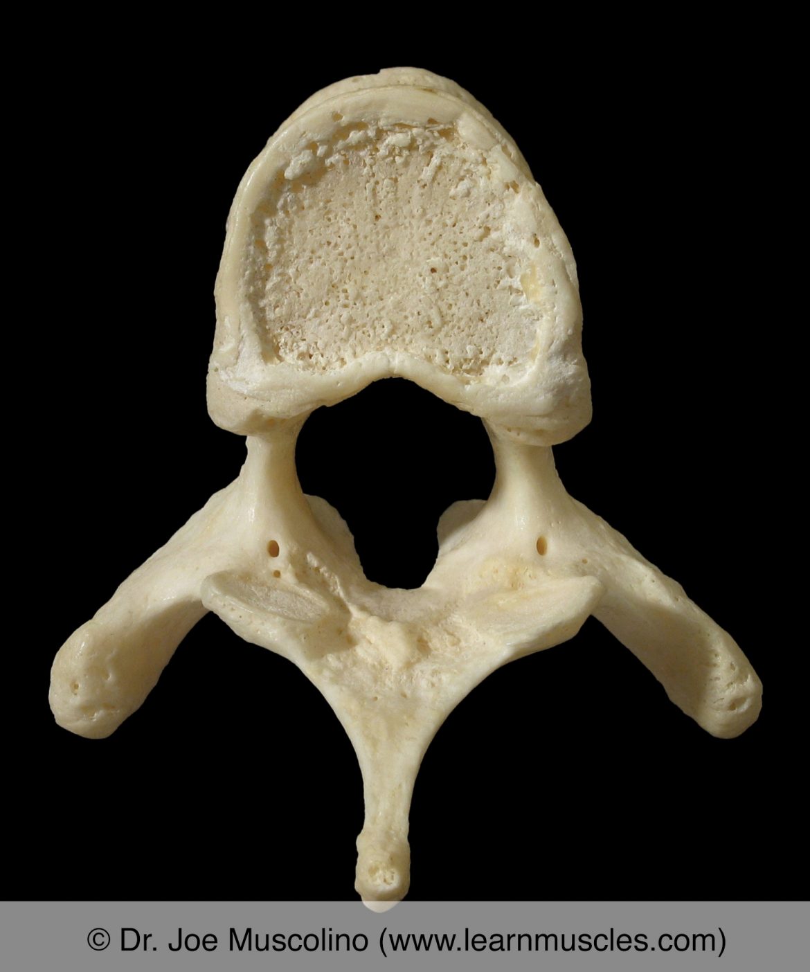 Thoracic Vertebrae - Learn Muscles