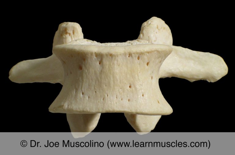 Lumbar Vertebrae - Learn Muscles