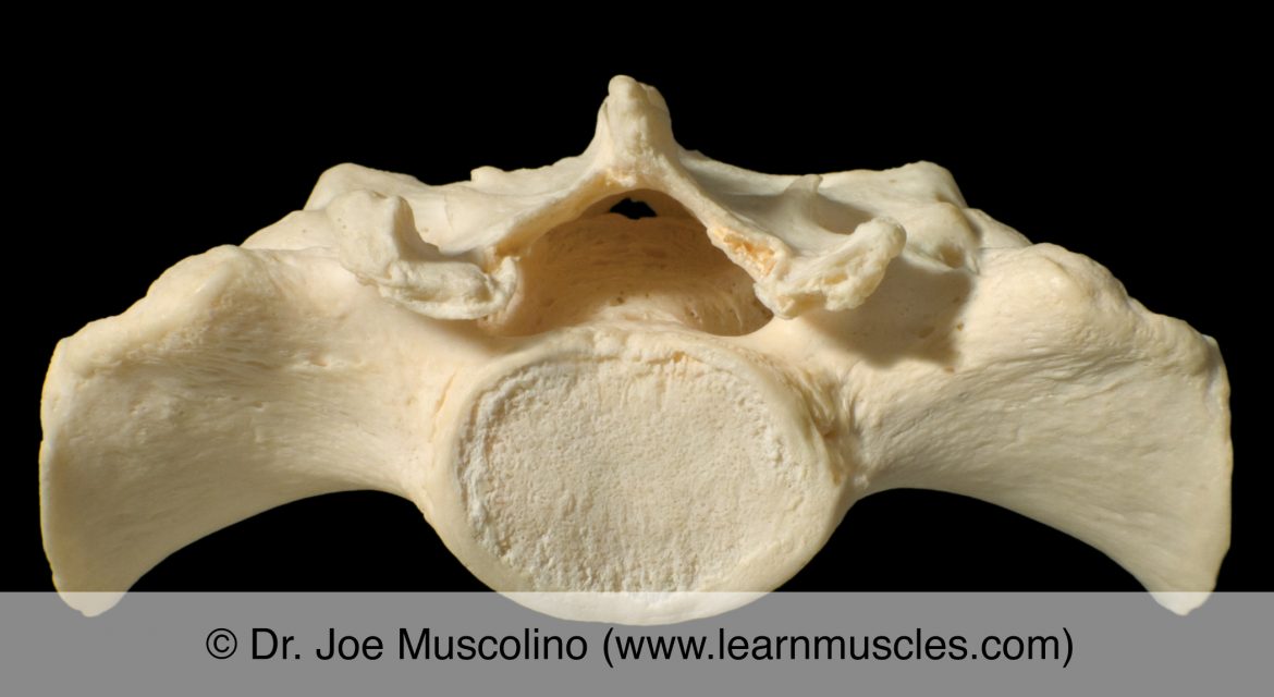 Sacrum and Coccyx - Learn Muscles