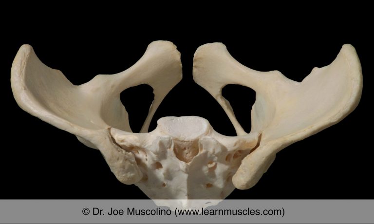 Sacroiliac Joint (SIJ) - Learn Muscles