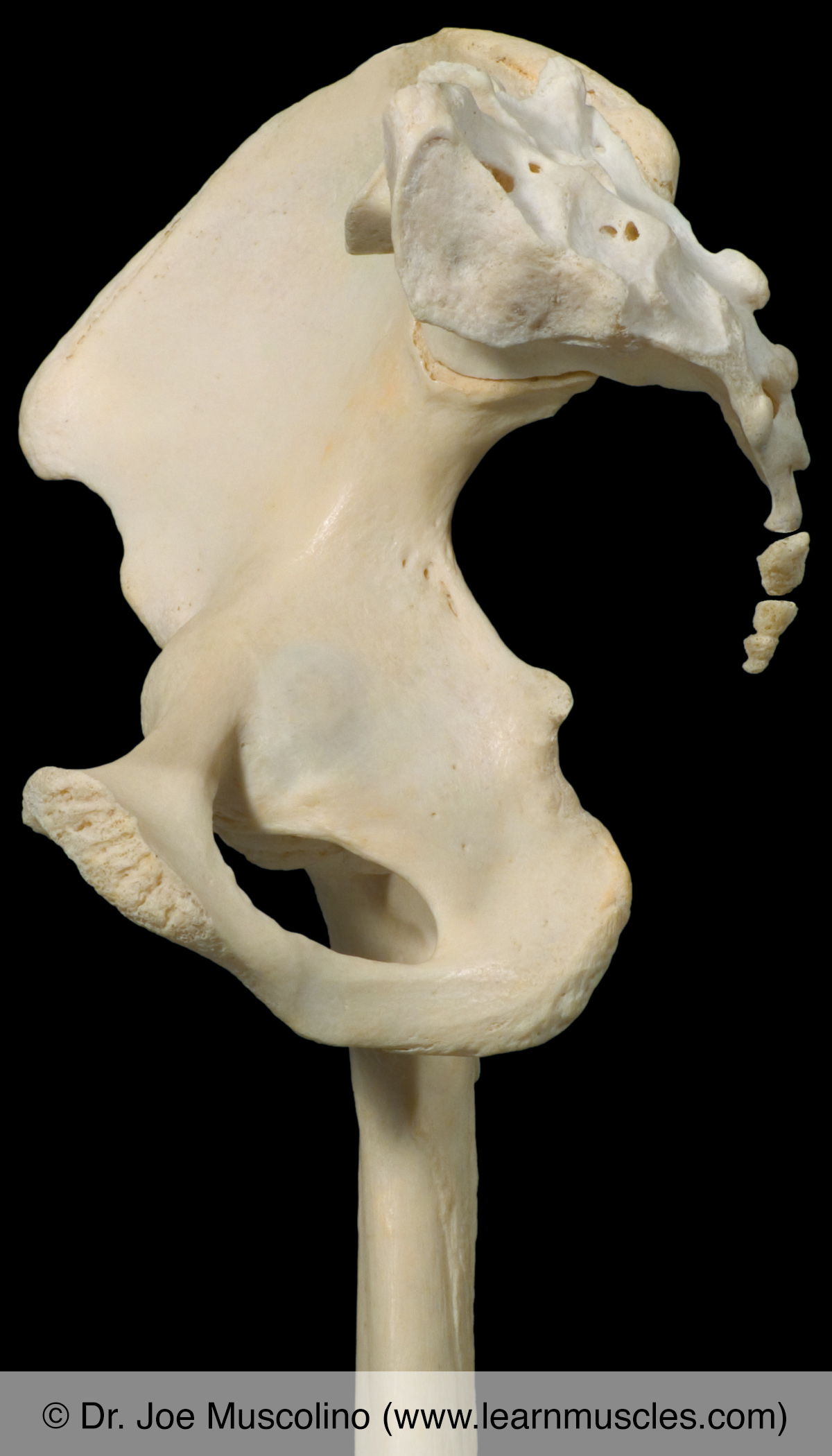Sacroiliac Joint (SIJ) - Learn Muscles