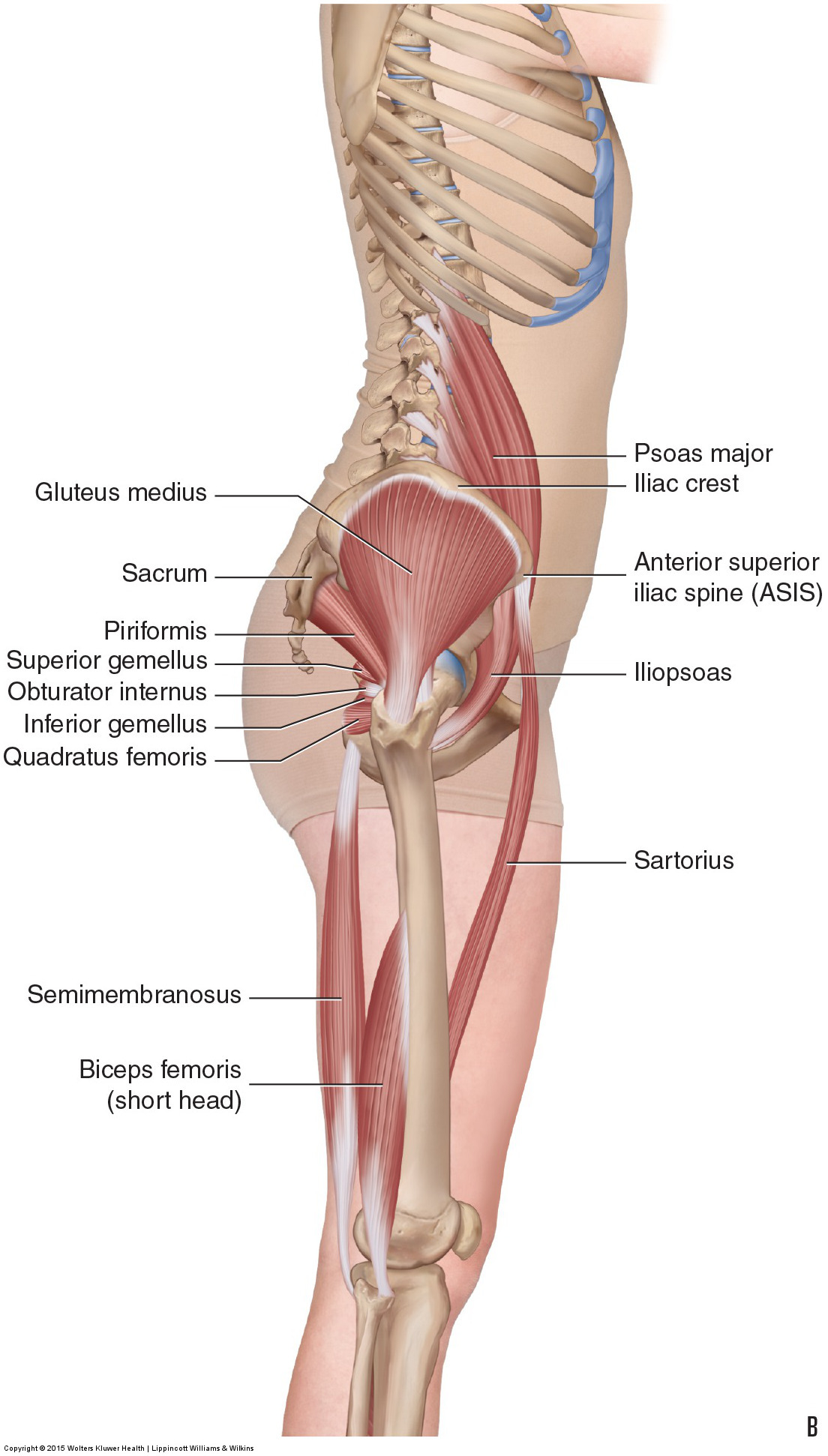 Muscles of the low back - Learn Muscles