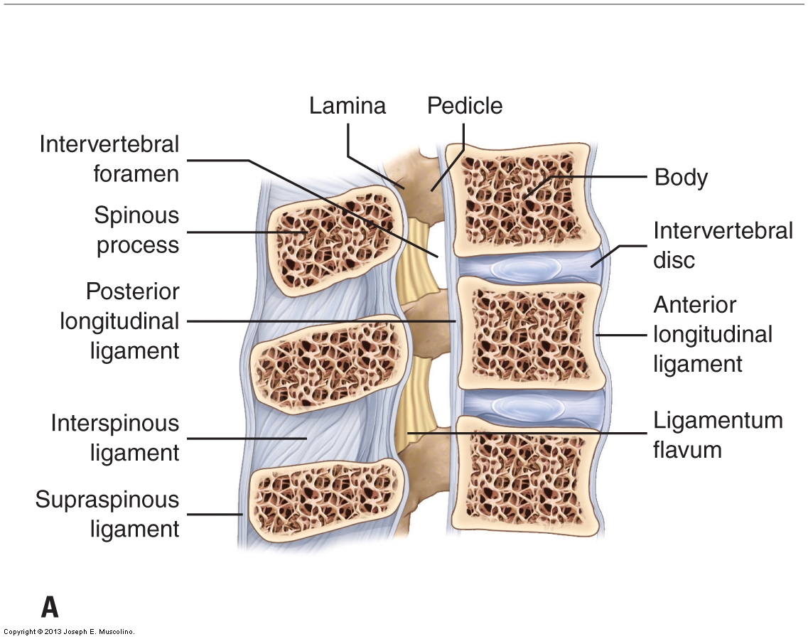 Ligamentum Nuchae