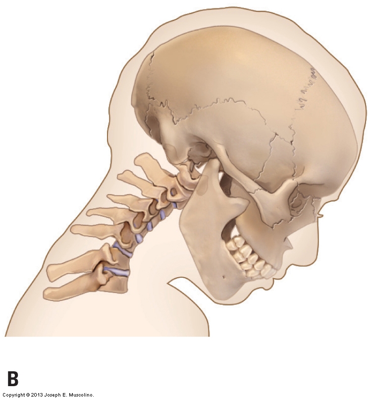 Axial And Nonaxial Ranges Of Motion Of The Cervical Spine Axial And Nonaxial Ranges Of Motion Of The Cervical Spine
