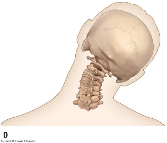 Axial and nonaxial ranges of motion of the Cervical Spine