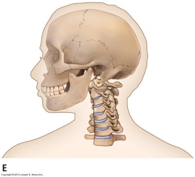Axial and nonaxial ranges of motion of the Cervical Spine