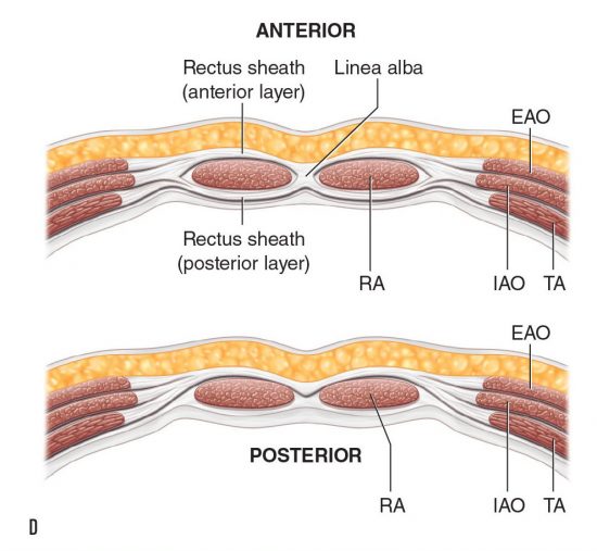 Ligaments of the Lumbar Spine and Pelvis