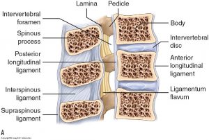 Ligaments of the Lumbar Spine and Pelvis | Never thought about that