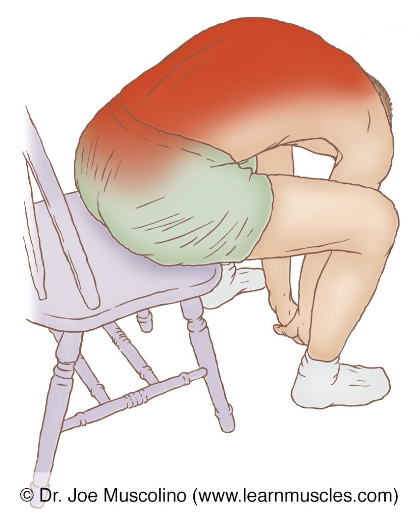 Erector Spinae Group Stretching Learn Muscles