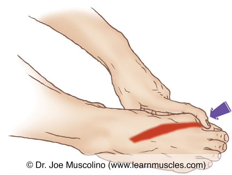 Extensor Hallucis Brevis - Stretching - Learn Muscles