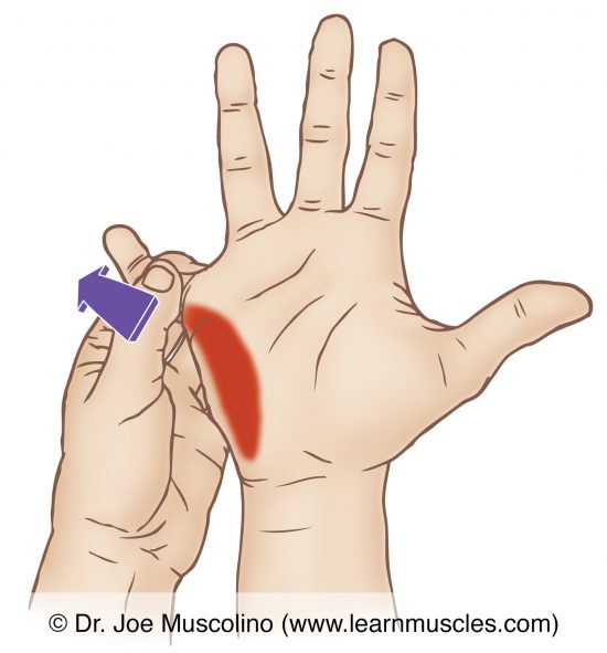 Opponens Digiti Minimi - Stretching - Learn Muscles