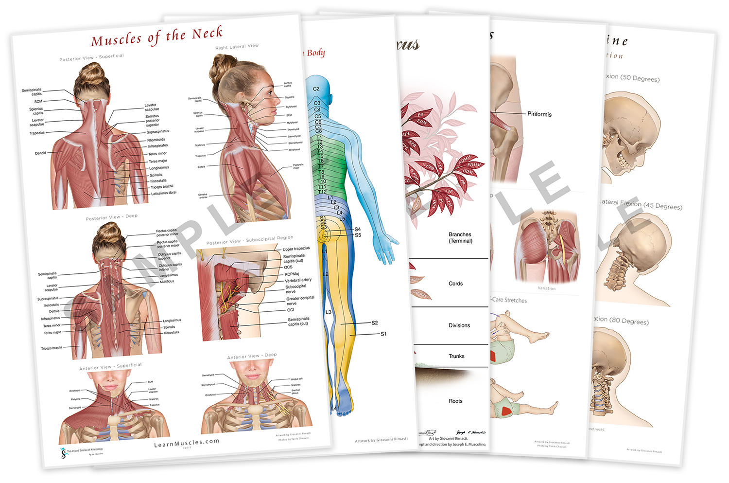Anatomy Posters Learn Muscles