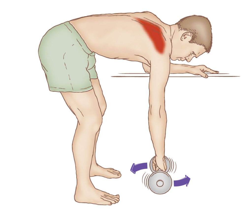 Trapezius middle Fibers Stretching Learn Muscles Trapezius middle Fibers Stretching Learn Muscles