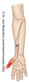Flexor Pollicis Longus - Trigger Points - Learn Muscles