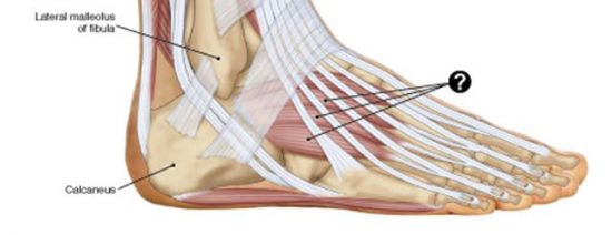 Joint Motion Palpation - Ankle Joint/Foot - Learn Muscles