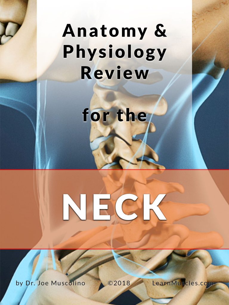Anatomy and Physiology Review for the Neck - Learn Muscles