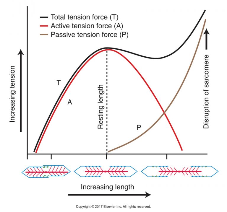 Acute Effects of Dynamic Stretching on Muscle Flexibility and Performance