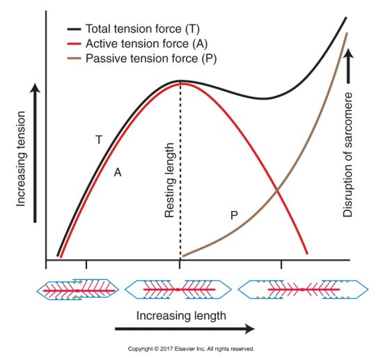 Elongation of the Spine