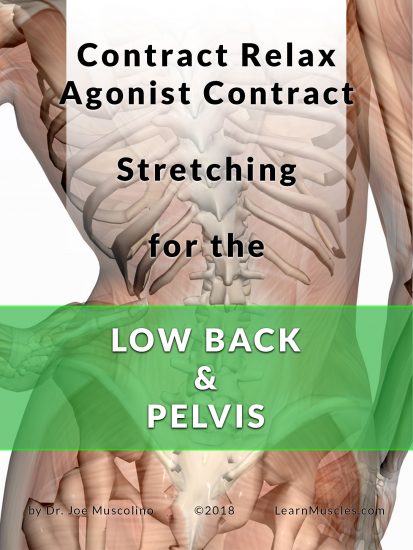 Contract Relax Agonist Contract Stretching for the Low Back and Pelvis ...