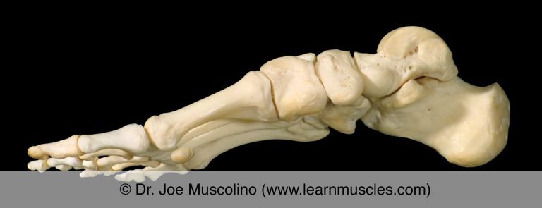 Interphalangeal Joints of the Foot - Learn Muscles