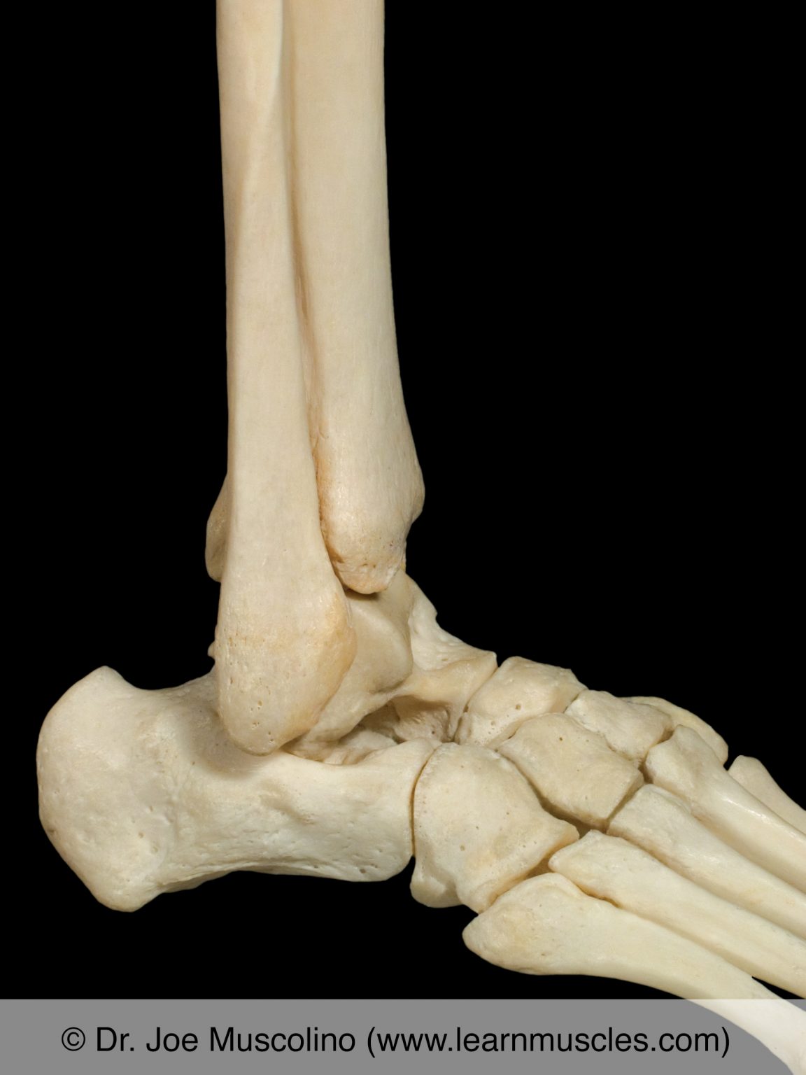 Ankle (Talocrural) Joint - Learn Muscles