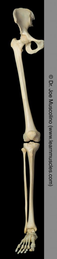 Lower Extremity Joints Learn Muscles Lower Extremity Joints Learn Muscles