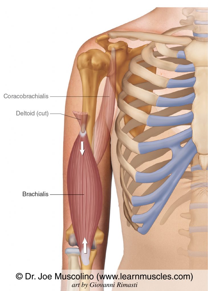 Elbow Anatomy Brachialis Elbow Anatomy Brachialis