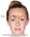 Corrugator Supercilii - Learn Muscles