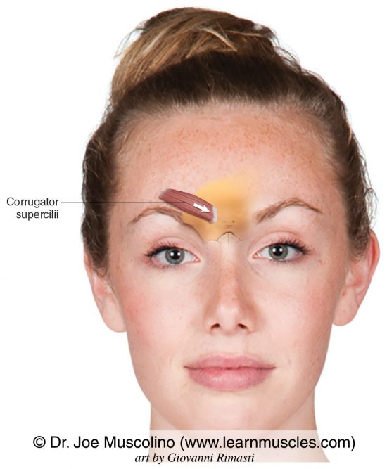 Corrugator Supercilii - Learn Muscles