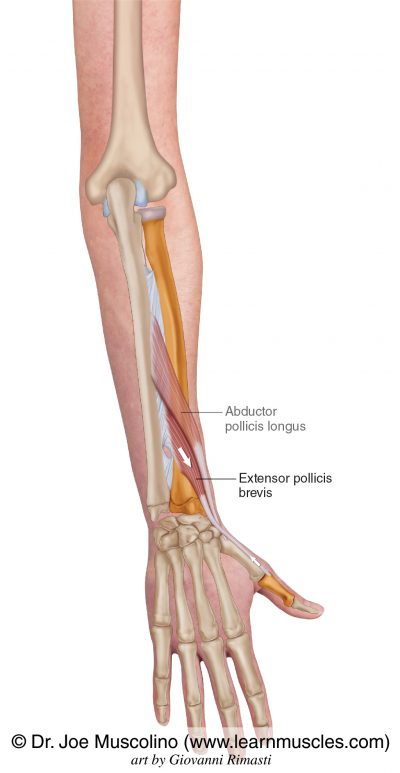 Extensor Pollicis Brevis - Learn Muscles