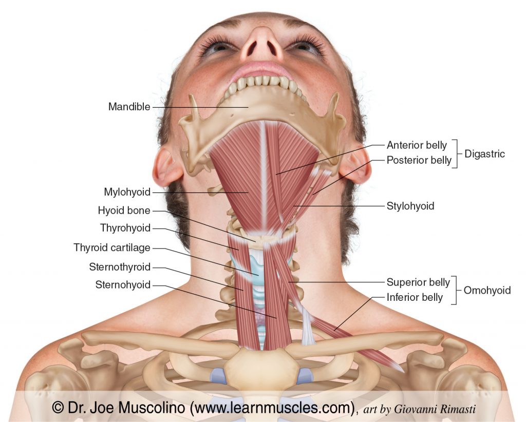 Hyoid Group Learn Muscles