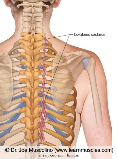 Levatores Costarum - Learn Muscles