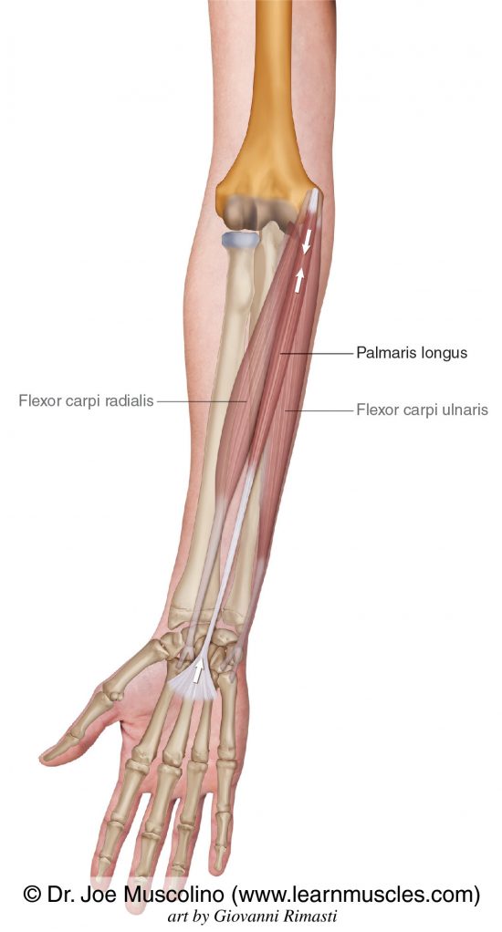 Palmaris Longus Beugung | Strecksehnenverletzungen des Daumens ...