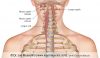 Prevertebral Group - Learn Muscles