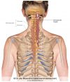 Transversospinalis Group - Learn Muscles
