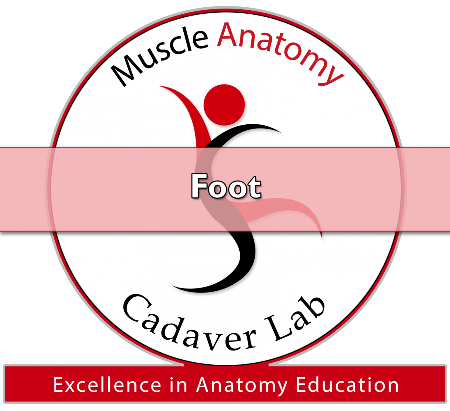 Cadaver Lab – Lower Extremity Archives - Learn Muscles