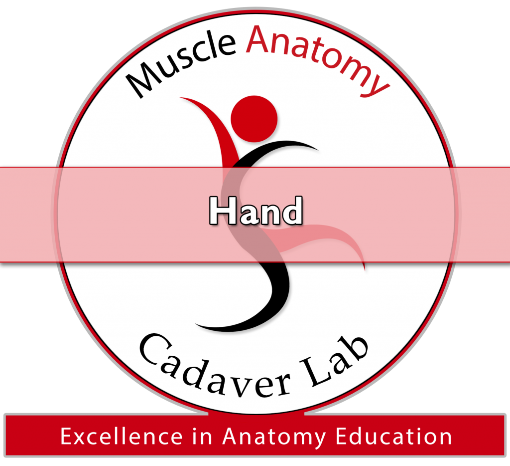Cadaver Lab – Upper Extremity Archives - Learn Muscles