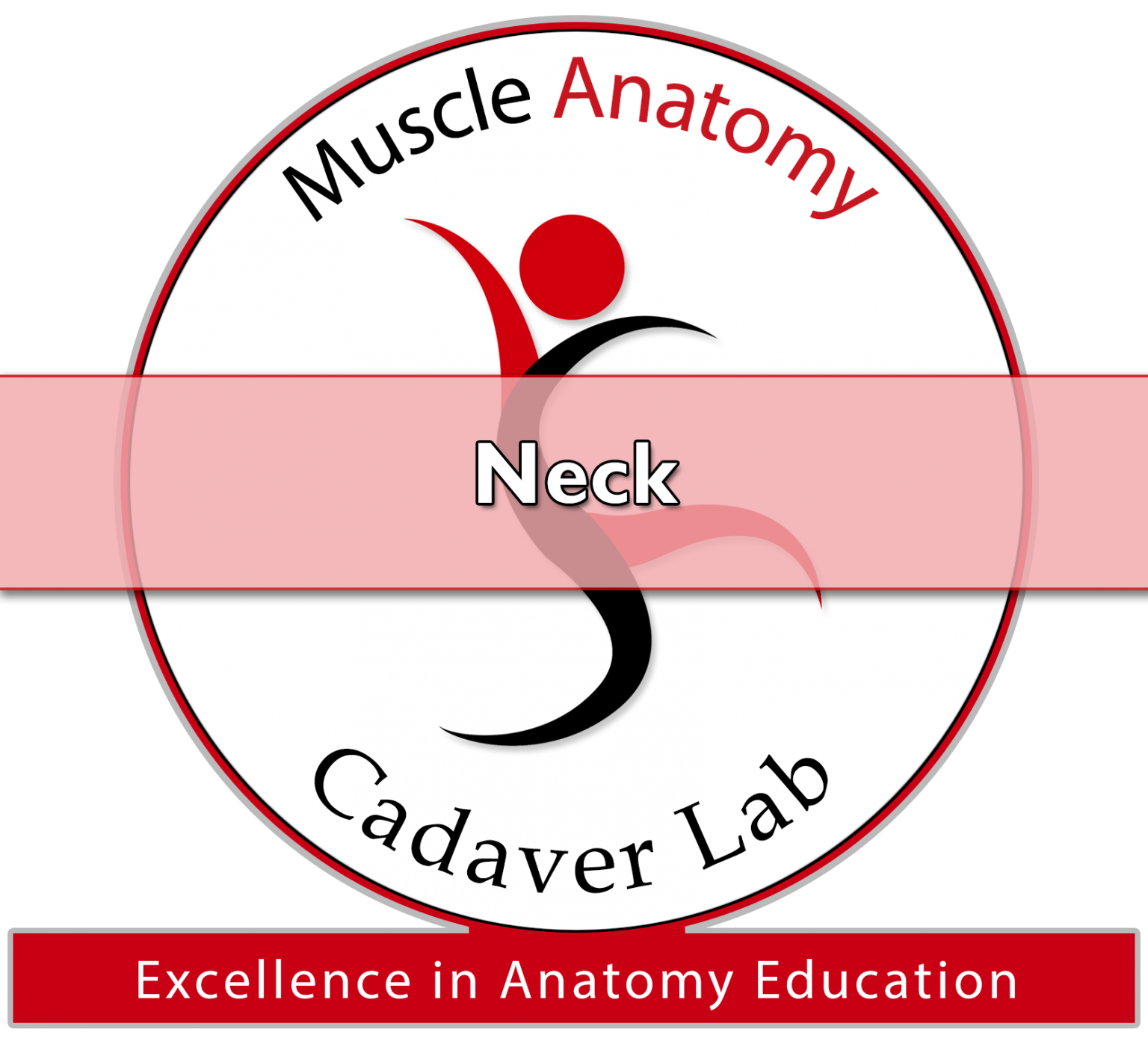 Cadaver Lab – Axial Body Archives - Learn Muscles
