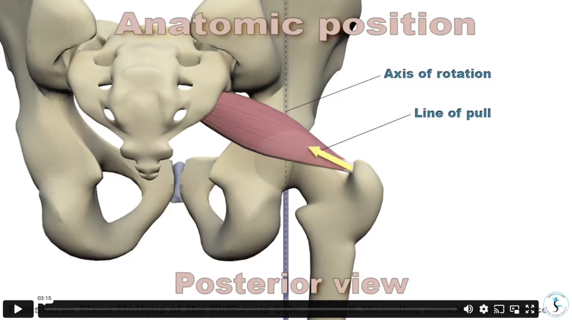 De-Rotator Muscles: Muscle Actions that Change with Joint Position ...