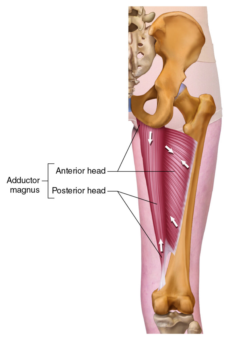 Adductor Magnus: The 4th Hamstring, Attachments, Functions & Palpation ...