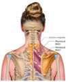 Rhomboids Attachments, Functions, Palpation & Treatment
