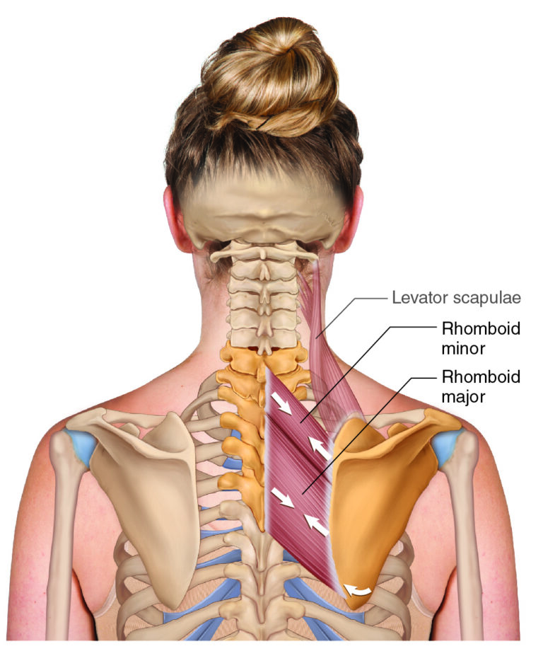 Rhomboids Attachments, Functions, Palpation & Treatment